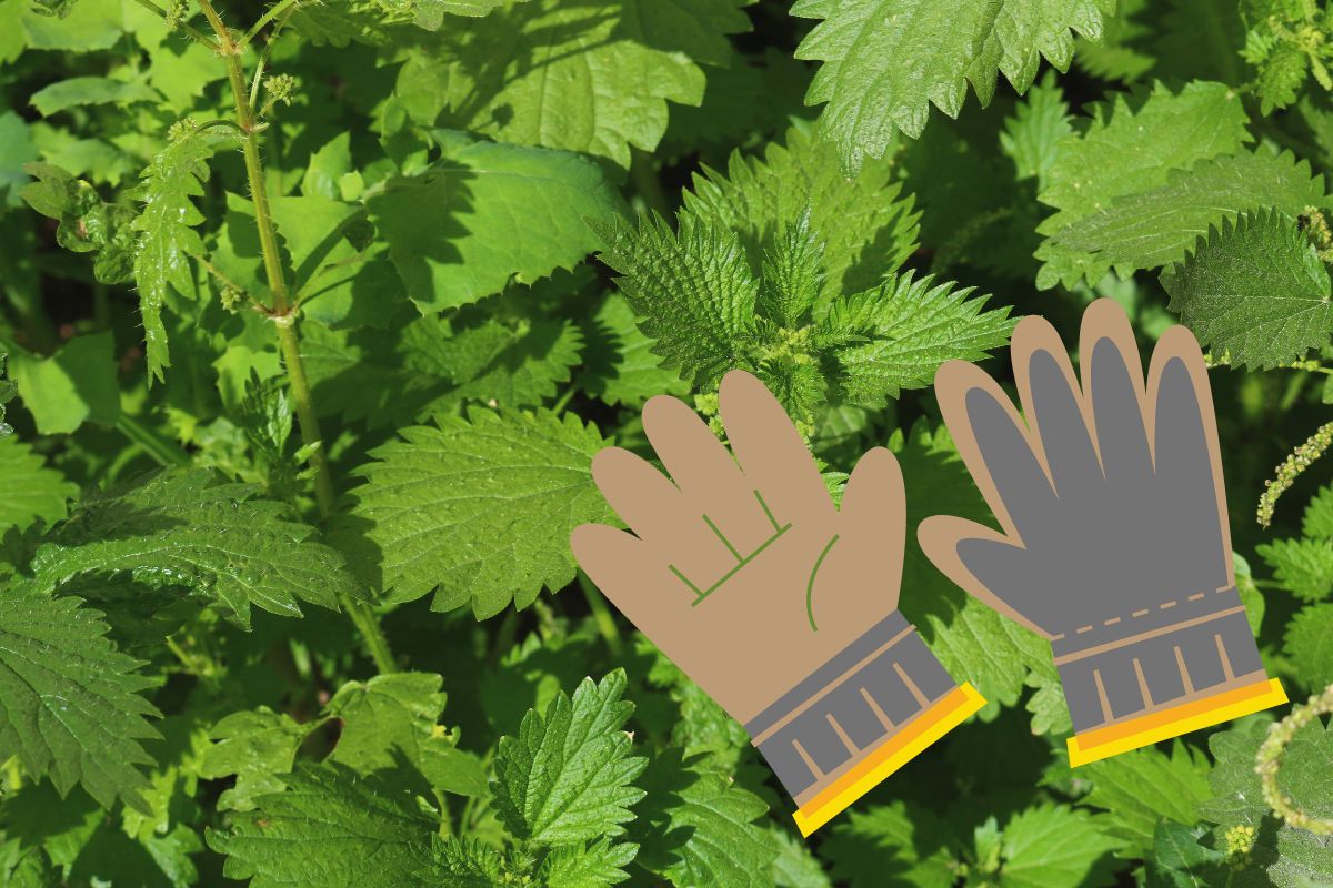 Comment trouver le produit le plus efficace pour éliminer les orties ...